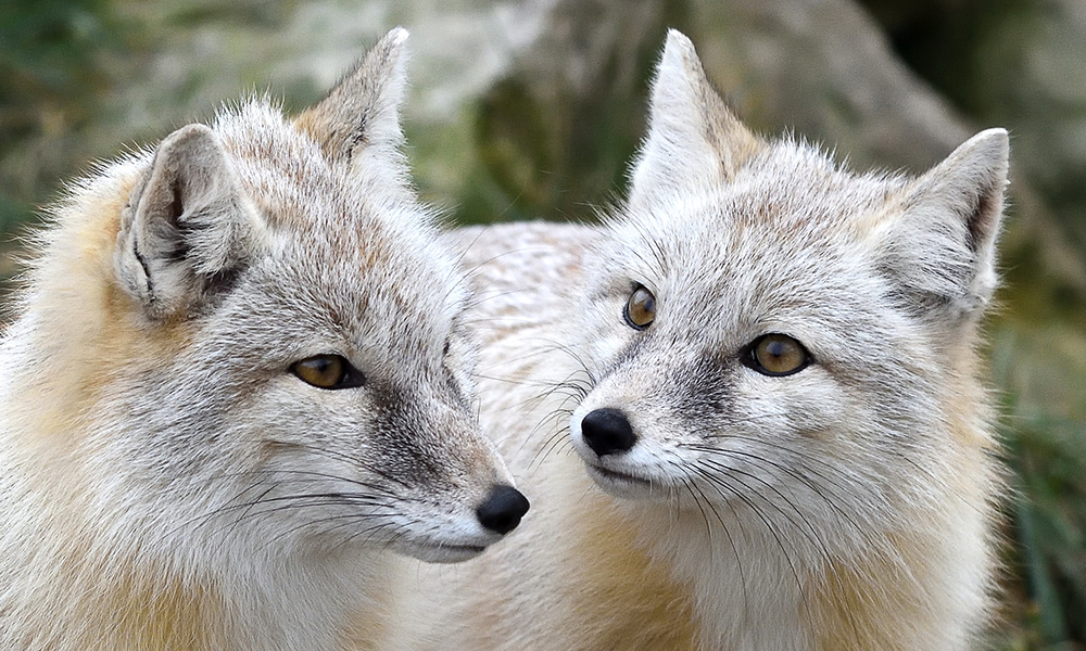 Mongolian Adventure | TripADeal