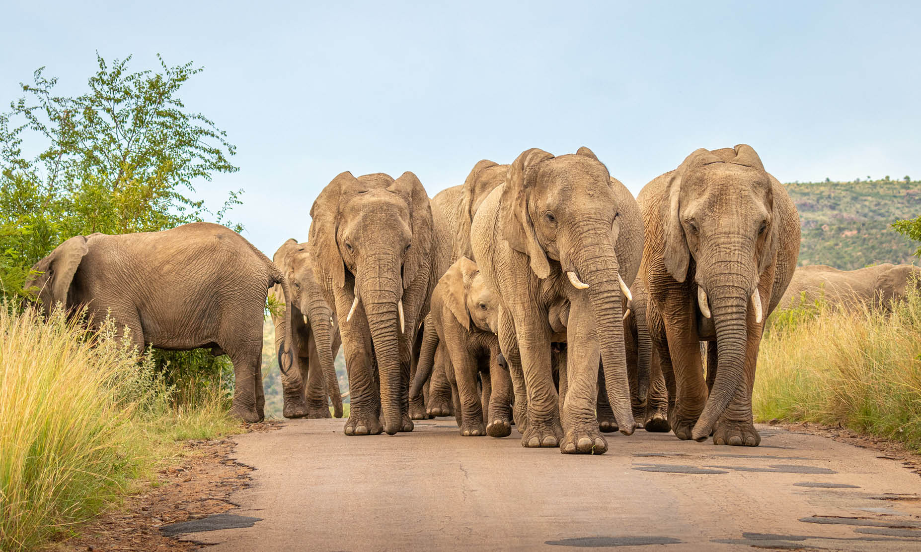 South African Discovery | TripADeal