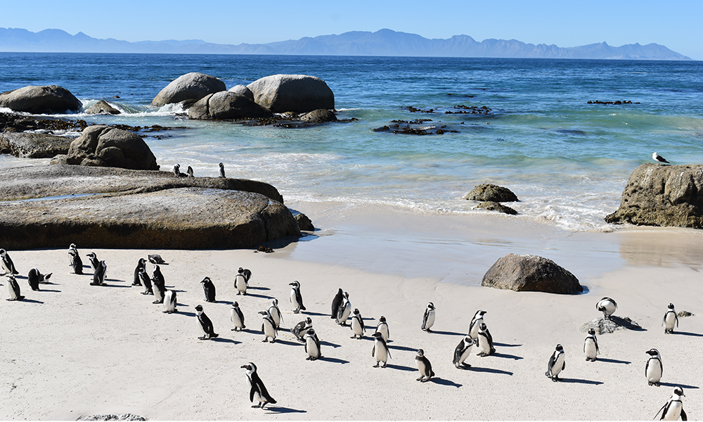 South African Discovery | TripADeal