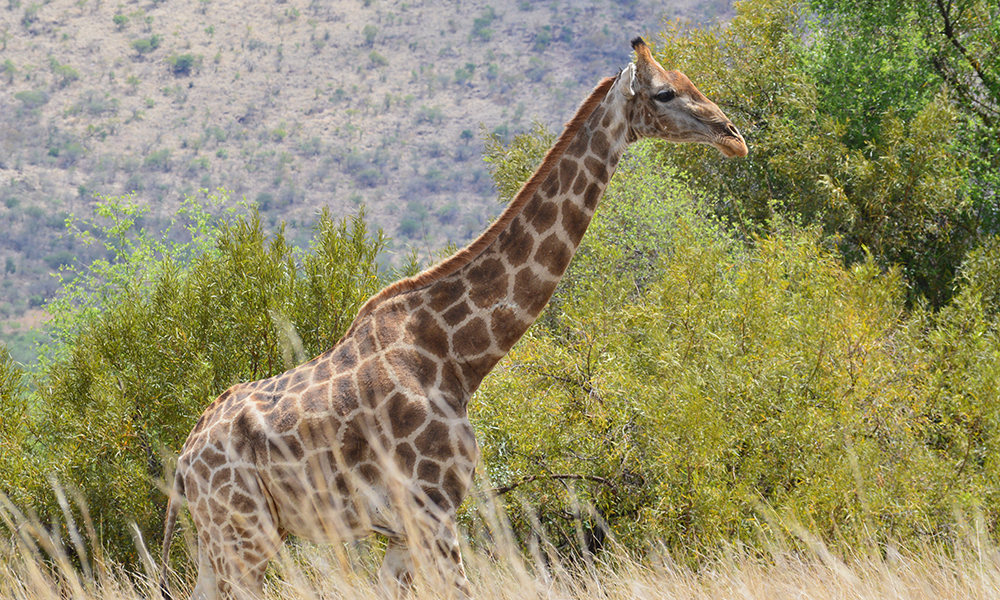 South African Discovery | TripADeal